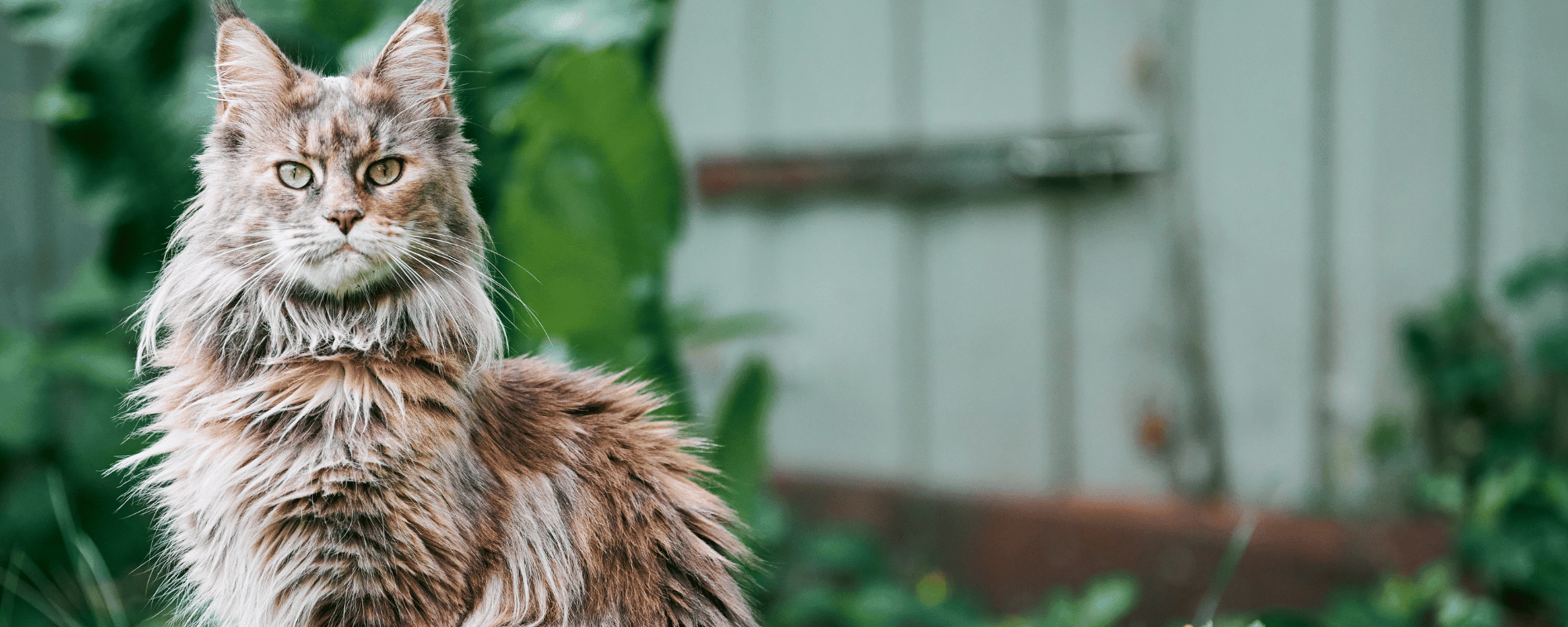 Cat Food For Allergies | Hypoallergenic Rabbit-MAINT | Rayne Nutrition ...