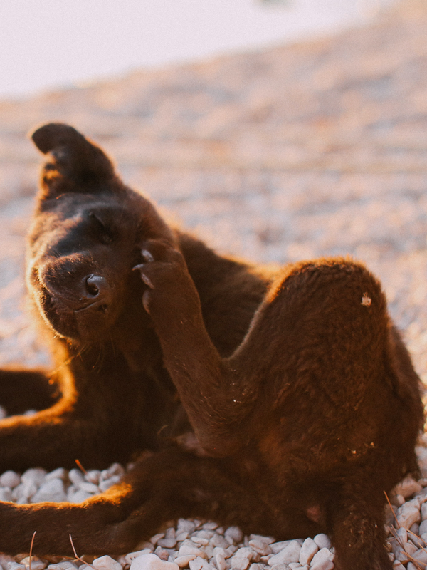 Rayne Canada | Whole Food Ingredients, Less-Processed Pet Food